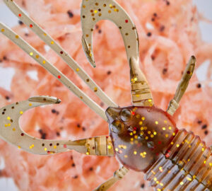 Creeper Bug | Vivanet