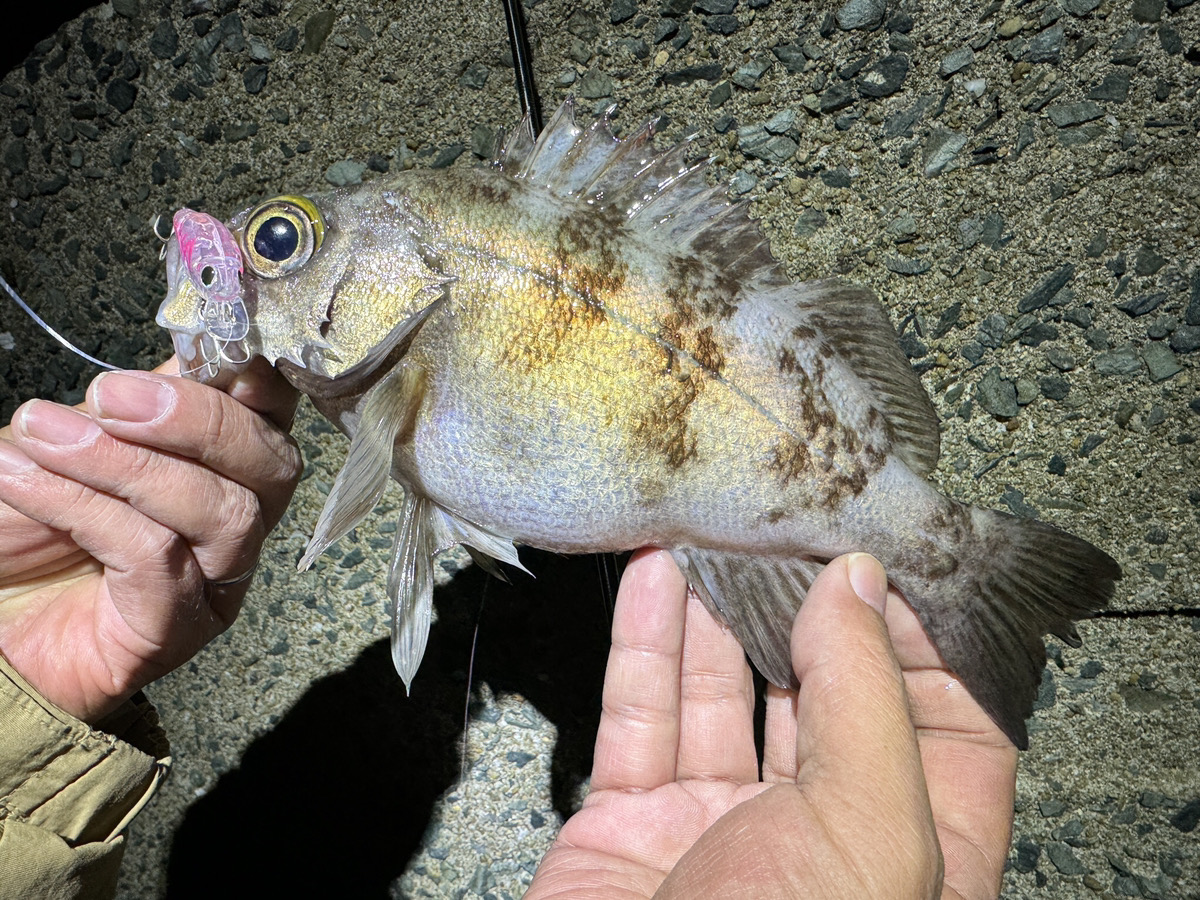 AJING INNOVATION 番外編 | Vivanet