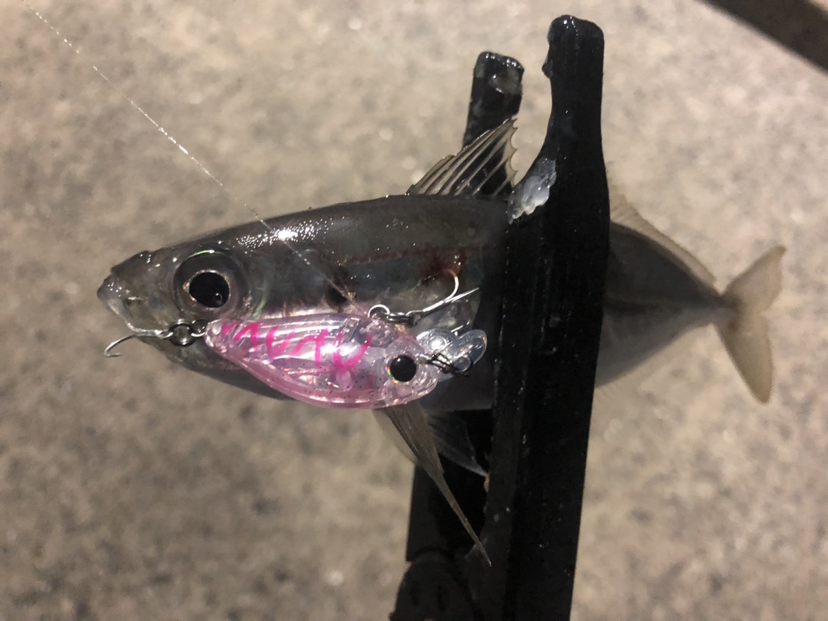 AJING INNOVATION 番外編 | Vivanet